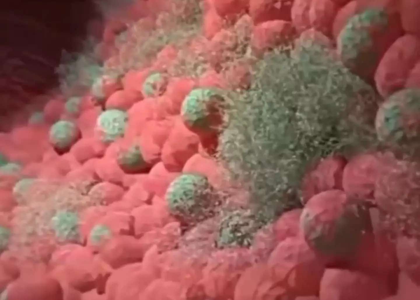 Docuseries Captures The Fascinating Process of How Fasting Works In The ...