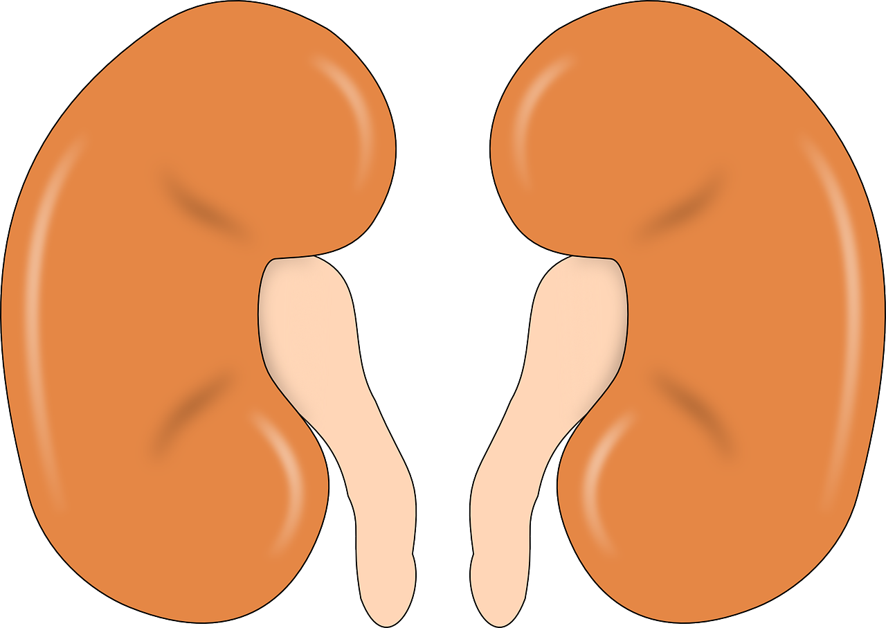 Organ Trafficking: How Much Are Your Insides Worth On The Black Market?