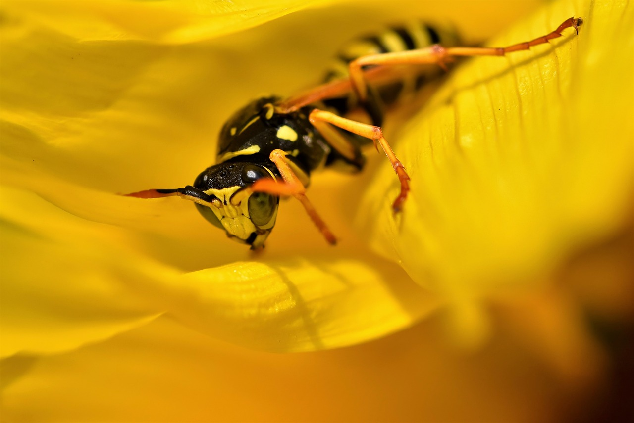 How to Treat a Wasp Sting (And When To Seek Medical Attention)