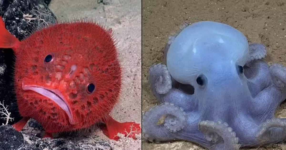 Deep Sea Expedition Leads to Discovery of 20 New Species Living in ...