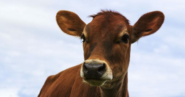 First Red Heifer in 2,000 Years Fulfills Biblical Prophecy and Signals ...