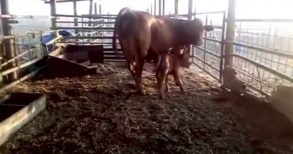 First Red Heifer in 2,000 Years Fulfills Biblical Prophecy and Signals ...