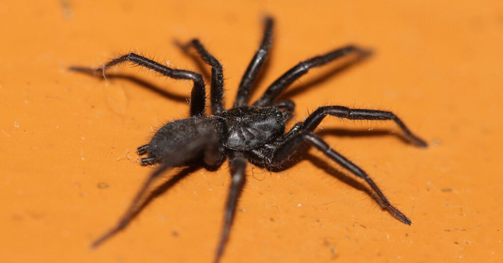 Thousands of Rare Spiders the Size of Rats Released