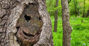 Pareidolia: Why Do We See Faces in Everyday Objects? : The Hearty Soul