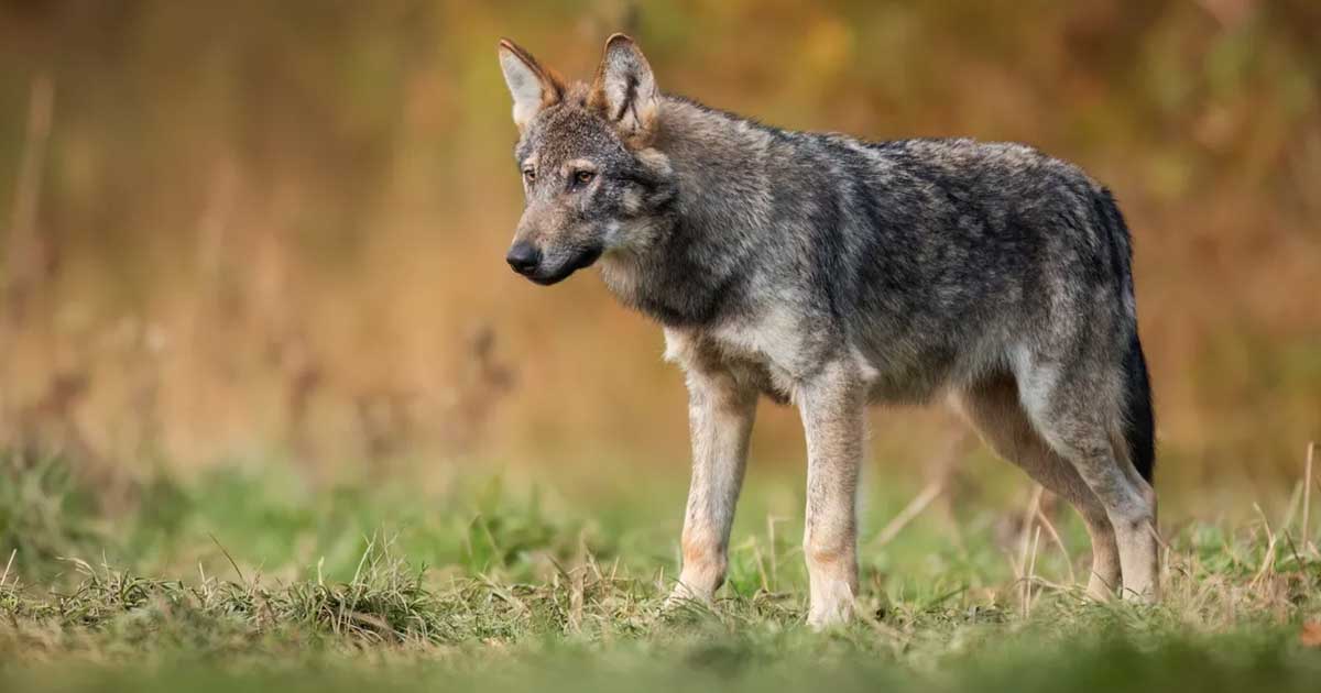Hunter Kills First Gray Wolf Seen In Lower Peninsula Of Michigan For ...