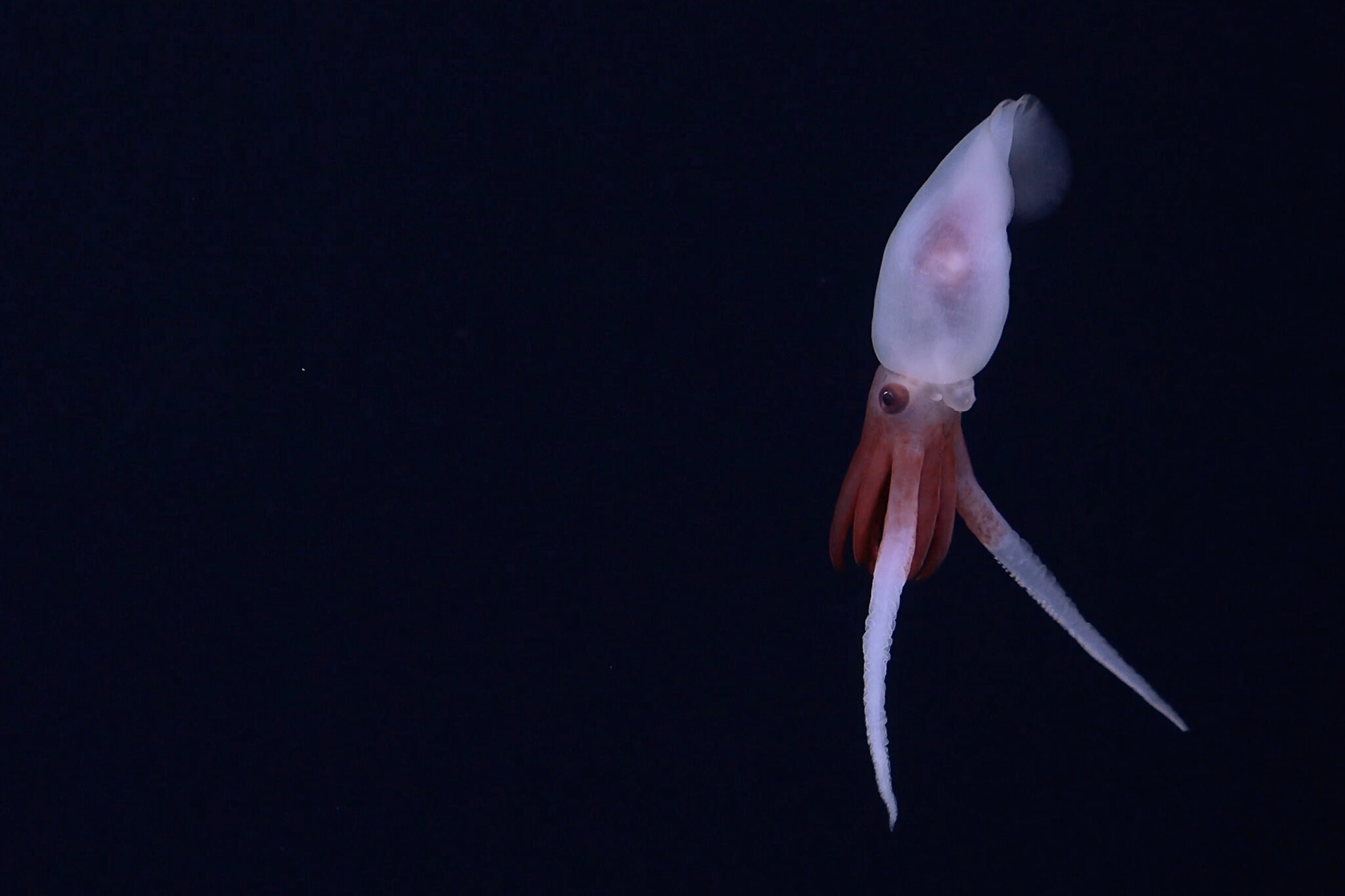 Deep Sea Expedition Leads to Discovery of 20 New Species Living in ...