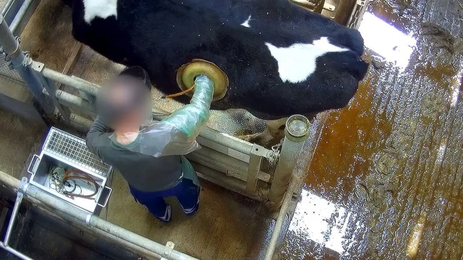 What Are Portholes, and Why Are They Used On Cows?