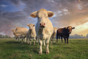 What Are Portholes, and Why Are They Used On Cows?
