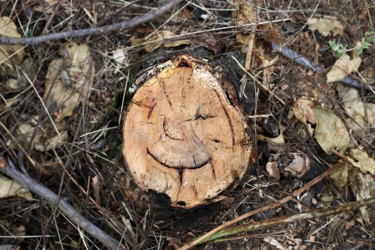 Pareidolia: Why Do We See Faces in Everyday Objects?