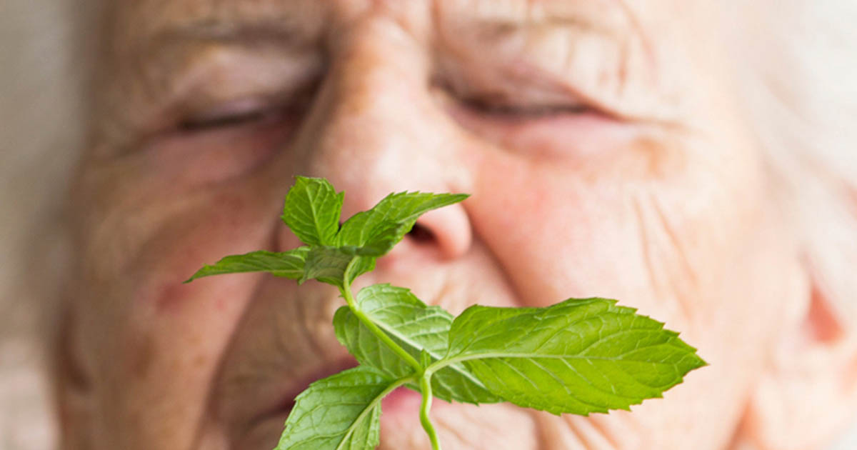 Link Between Menthol Found in Peppermint Oil and Alzheimer’s Discovered