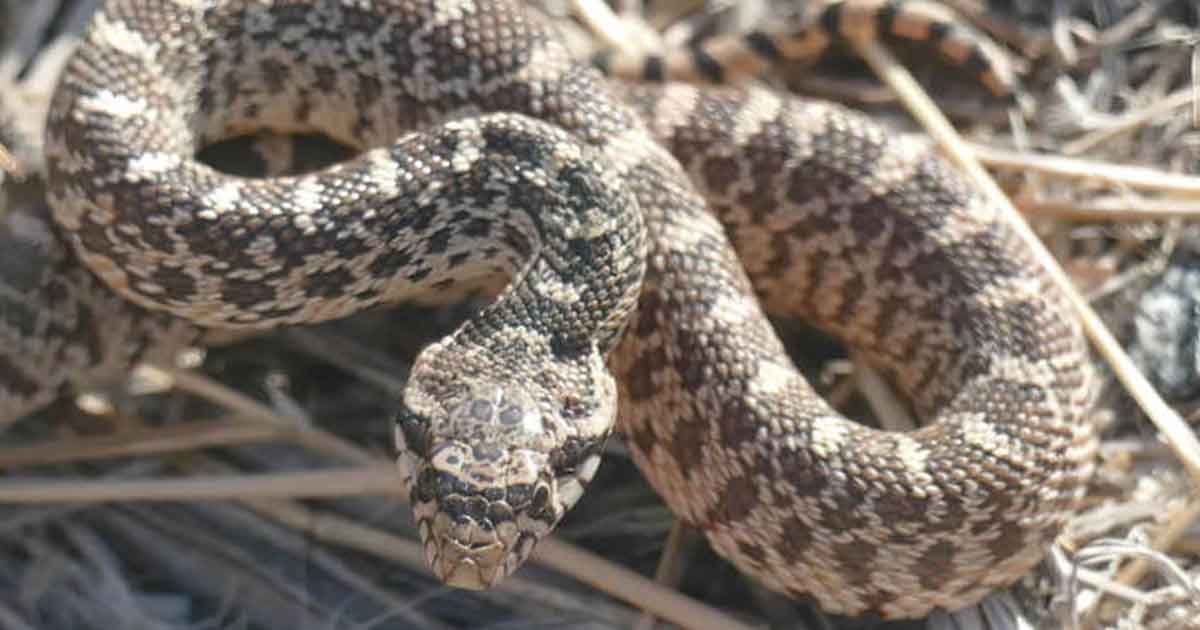 Top 10 Biggest Snakes in The United States