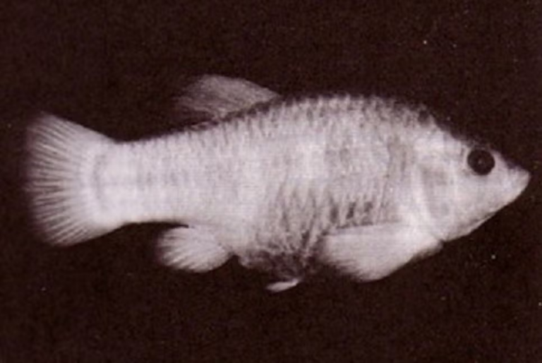 23 Extinct Animals We’ve Lost in the Past 150 Years