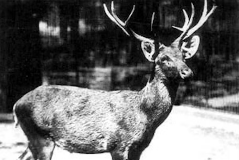 23 Extinct Animals We’ve Lost in the Past 150 Years