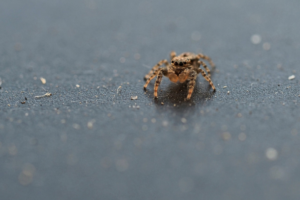 What Really Happens When You Take Spiders Outside of Your Home