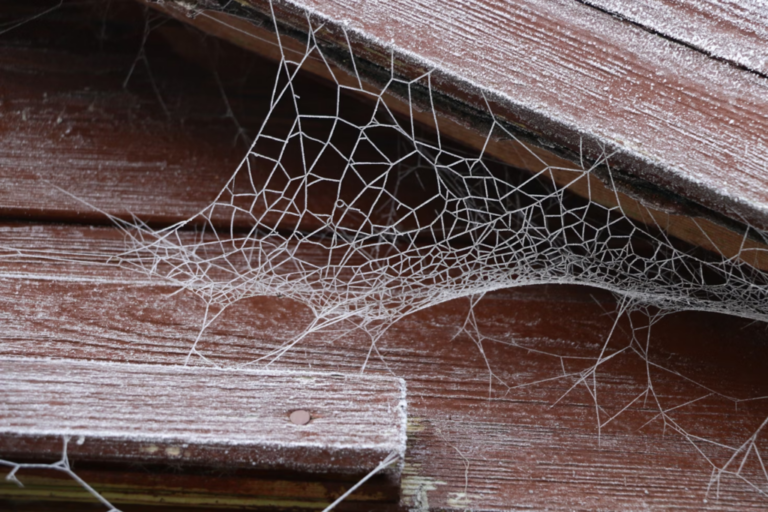 What Really Happens When You Take Spiders Outside of Your Home : The ...