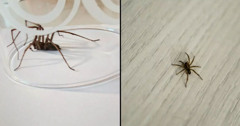 What Really Happens When You Take Spiders Outside of Your Home