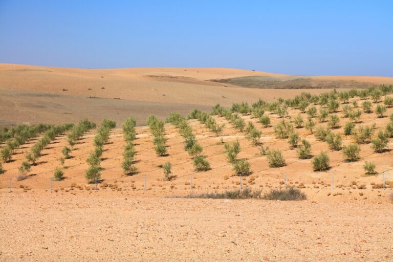 Desert Farm Grows 17,000 Tons of Food without Soil, Pesticides, Fossil ...