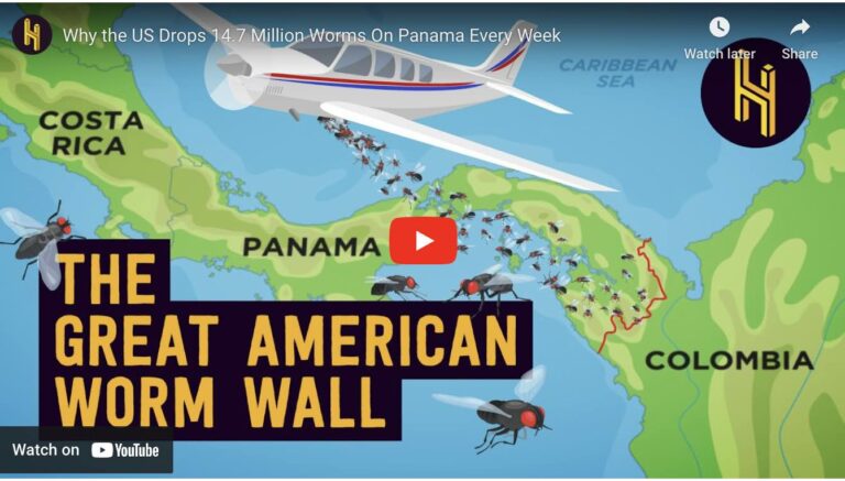 Why The US Drops Millions of Flesh Eating Worms On Central America ...
