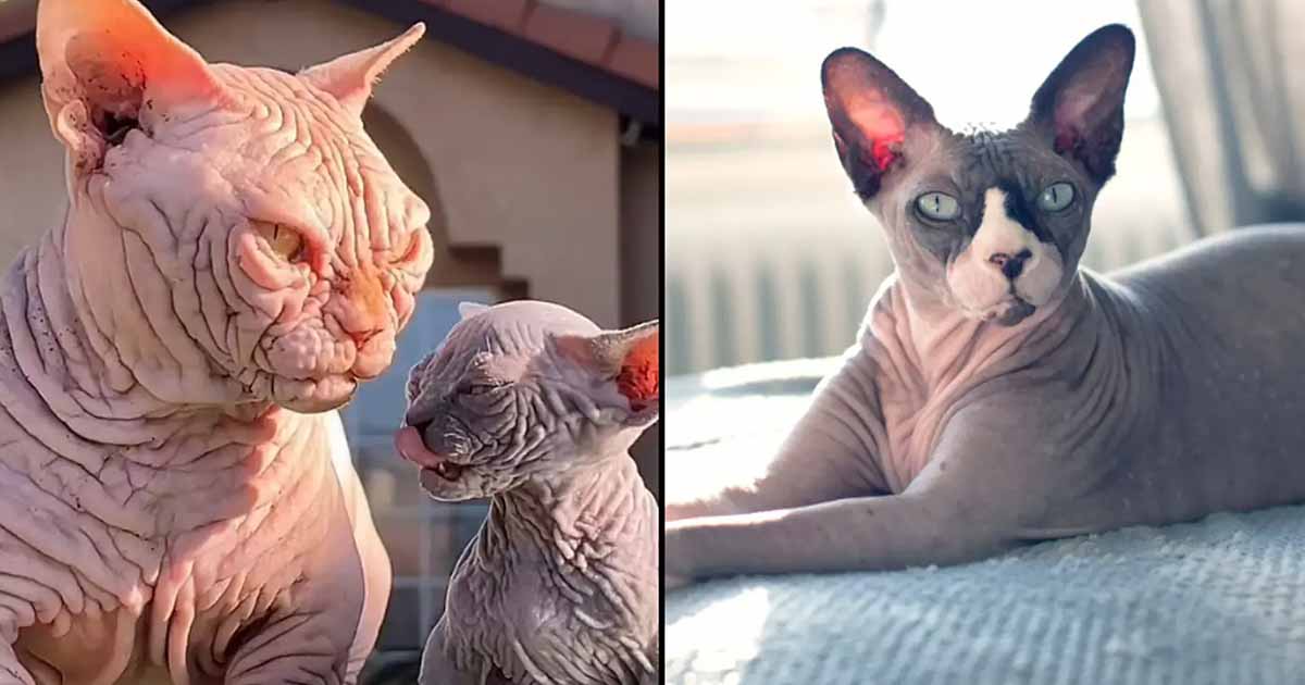 What are XL bully cats? New warning issued over controversial hybrid breed