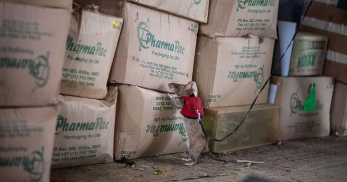 Rats With Custom Vests Are Being Used to Fight Wildlife Trafficking at ...