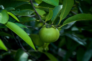 The Manchineel Tree Is Found in America, and Its 12,000x More Lethal ...