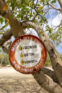 The Manchineel Tree Is Found in America, and Its 12,000x More Lethal ...