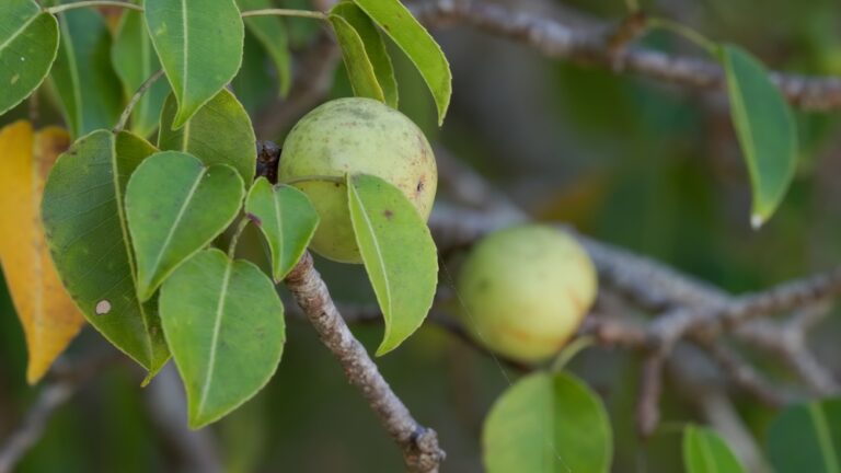 The Manchineel Tree Is Found in America, and Its 12,000x More Lethal ...