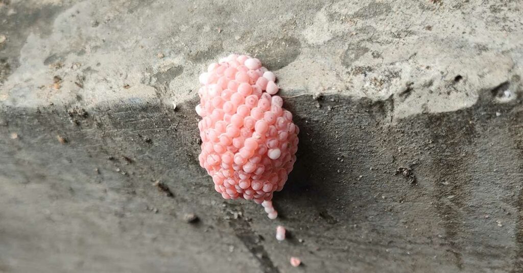 Be Aware If You Spot These Little Pink Eggs, It Could Be a Bad Sign For ...