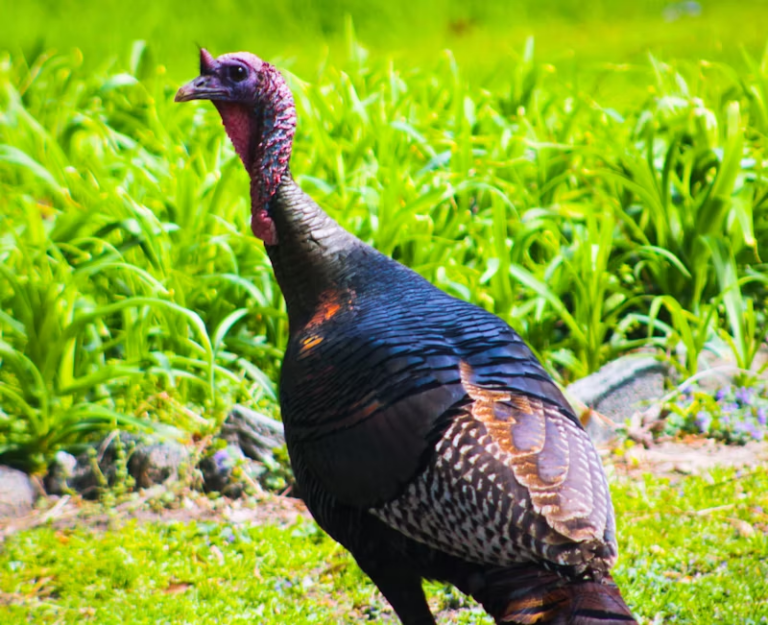 Why Don’t We Eat Turkey Eggs?