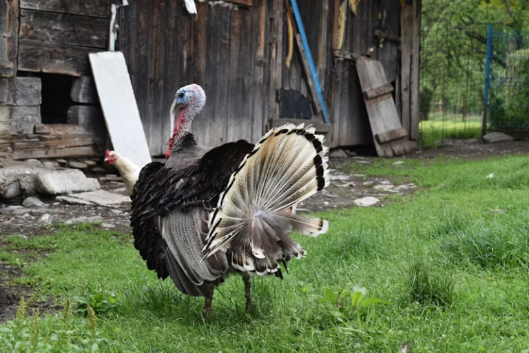 Why Don’t We Eat Turkey Eggs?
