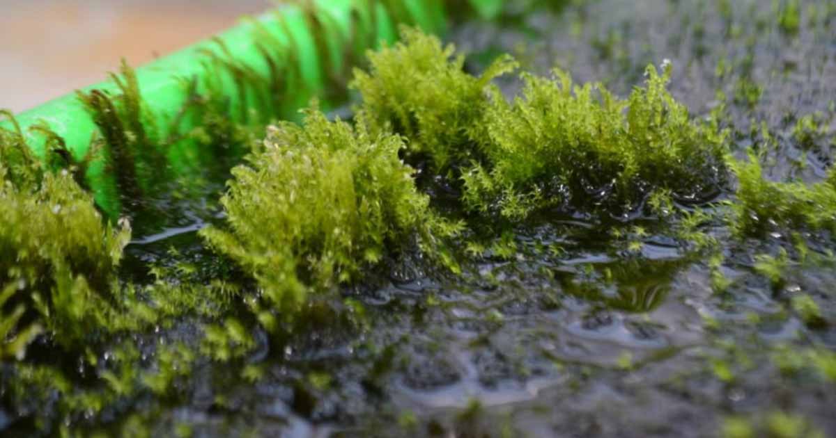 Researchers Discover Moss That Filters Arsenic, Turning Contaminated ...
