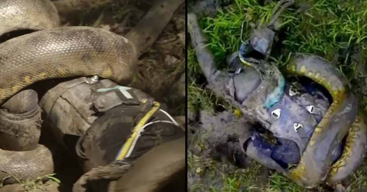 Man Who Wanted to Be Swallowed by a Snake Instantaneously Regretted His ...