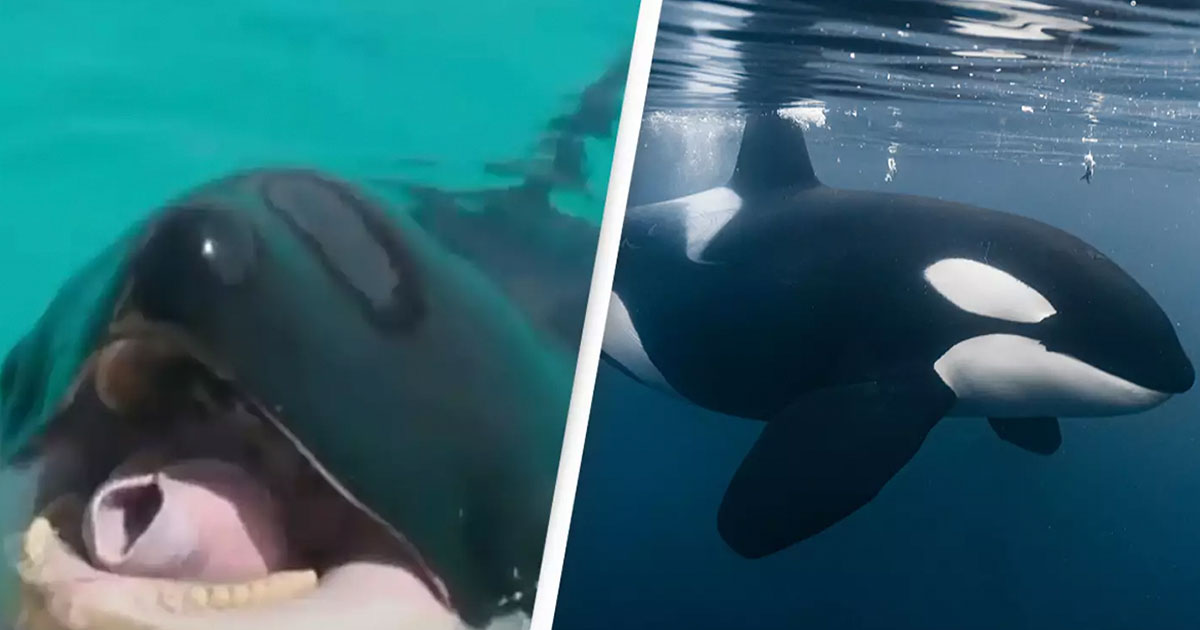 Terrifying Orca Recording Imitating Human Speech Stuns and Freaks ...