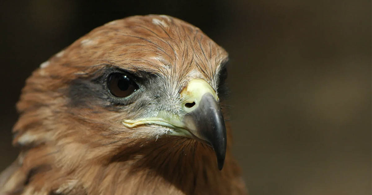 How Certain Birds of Prey Deliberately Ignite Wildfires