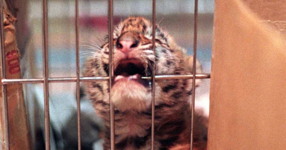 8 Ethical Reasons to Skip the Animal Circus