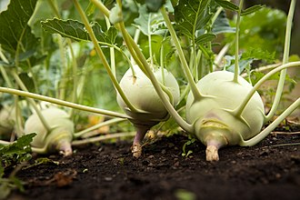 14 Unique Vegetables You’ve Likely Never Heard Of