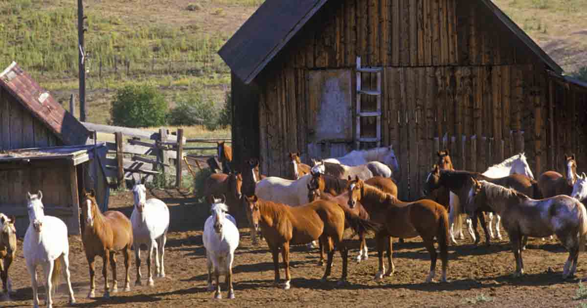 Discover the 15 Biggest Landowners in the United States Today