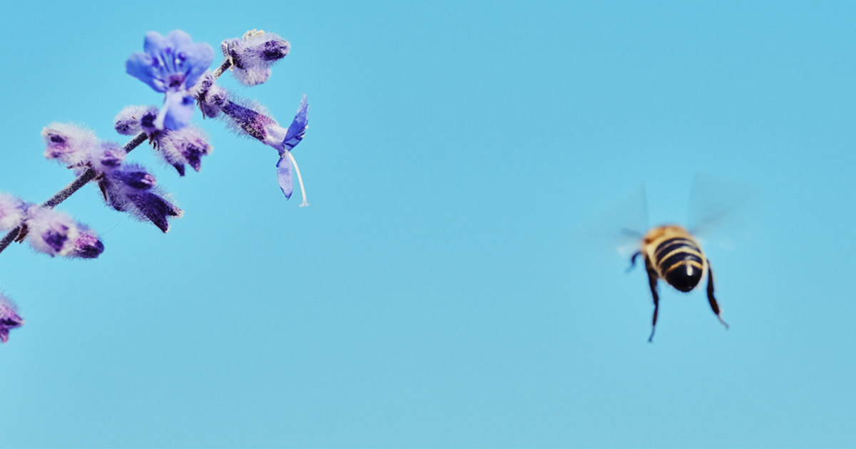 Bees Can Fly Higher Than Mount Everest : The Hearty Soul