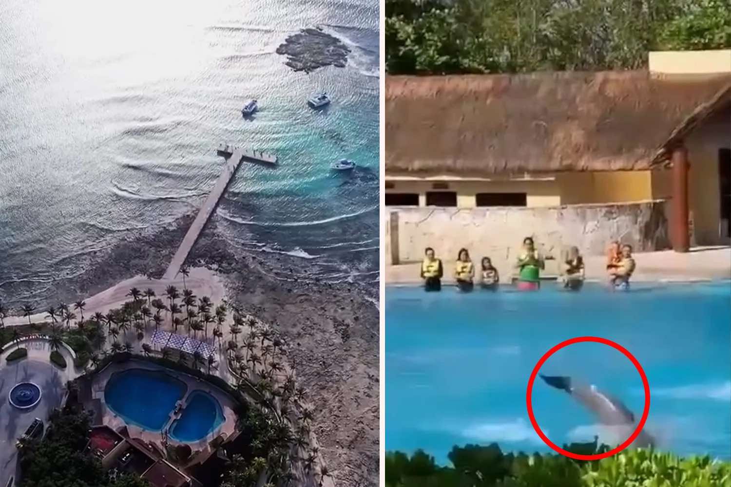 Audience Horrified as Dolphin Leaps to Its Death in Disturbing Show at ...