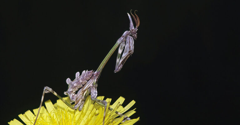 10+ Stunning Images of Mantises Reveal Why This ‘Bug’ Is Actually ...