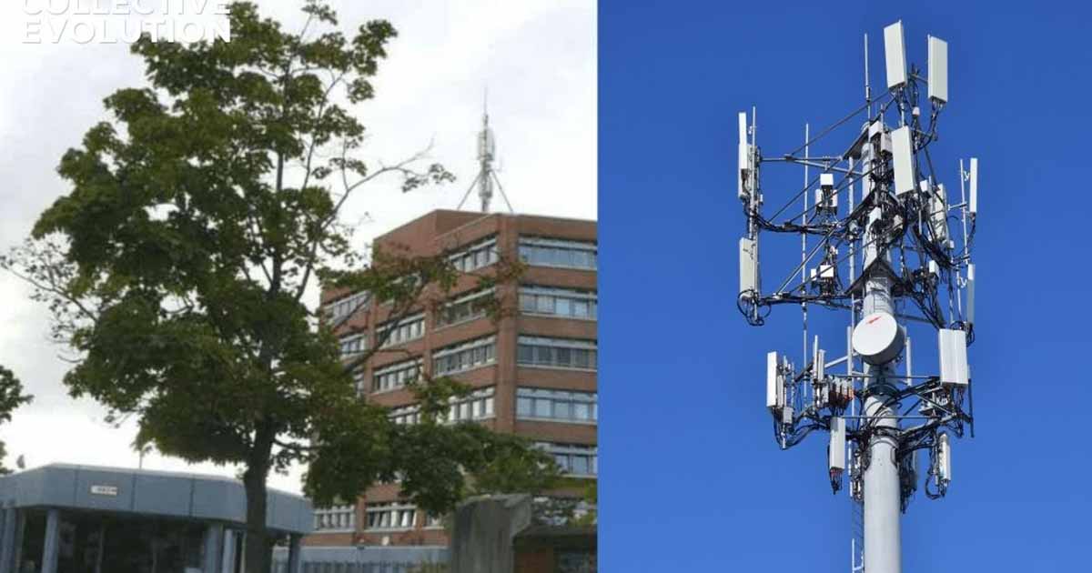 Trees Near Cell Phone Towers Show Severe Damage. What’s Happening?