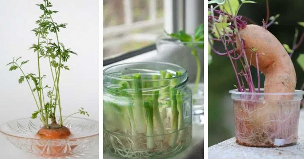 20 Vegetables You Can Easily Regrow from Kitchen Scraps