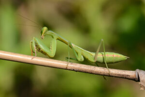10+ Stunning Images of Mantises Reveal Why This ‘Bug’ Is Actually ...