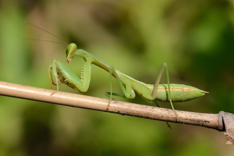 10+ Stunning Images of Mantises Reveal Why This ‘Bug’ Is Actually ...