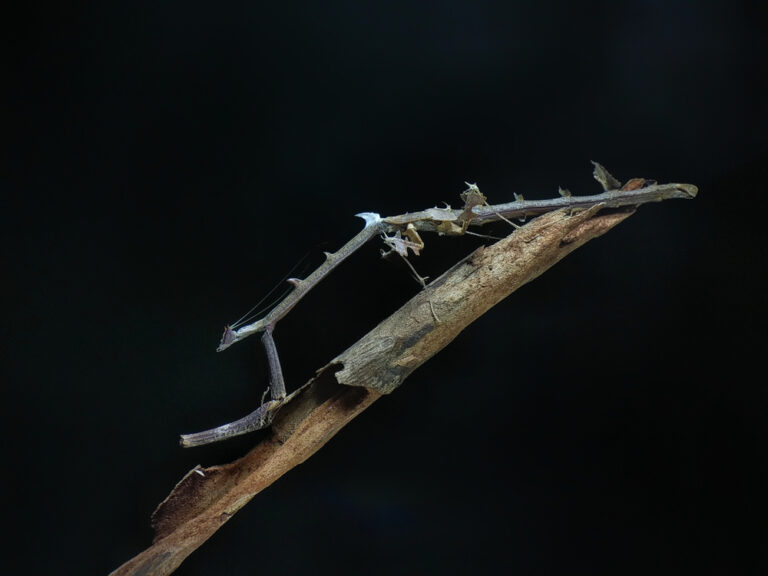 10+ Stunning Images of Mantises Reveal Why This ‘Bug’ Is Actually ...
