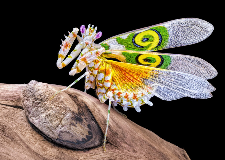 10+ Stunning Images of Mantises Reveal Why This ‘Bug’ Is Actually ...