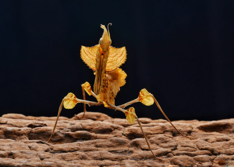 10+ Stunning Images of Mantises Reveal Why This ‘Bug’ Is Actually ...