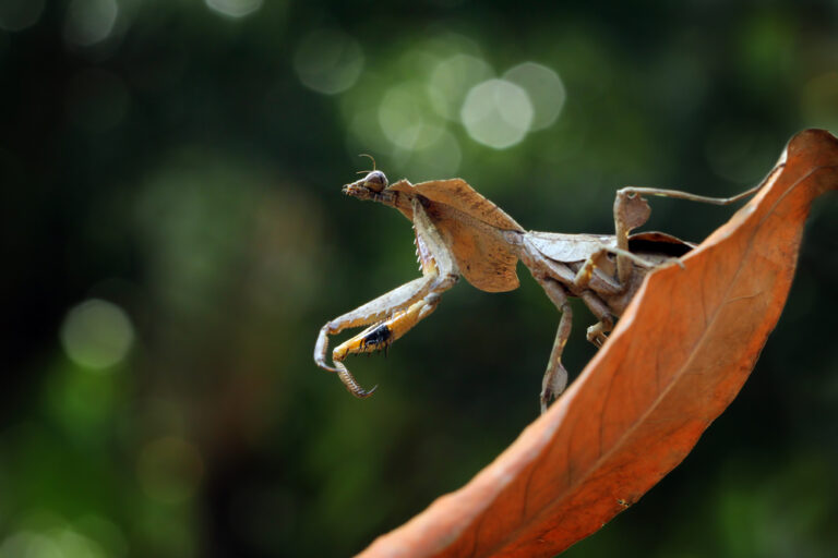 10+ Stunning Images of Mantises Reveal Why This ‘Bug’ Is Actually ...