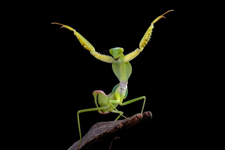 10+ Stunning Images of Mantises Reveal Why This ‘Bug’ Is Actually ...