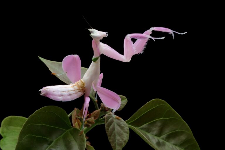 10+ Stunning Images of Mantises Reveal Why This ‘Bug’ Is Actually ...